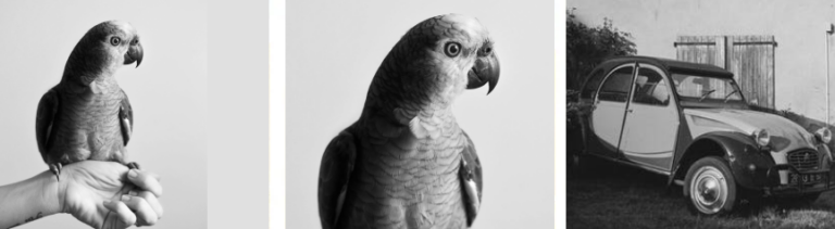 5 Reasons Why You Should Consider Professional Image Cropping | Iqonic ...